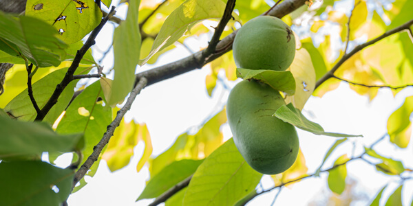 NIU Today | Pawpaw grove planting set for portion of NIU’s North 40